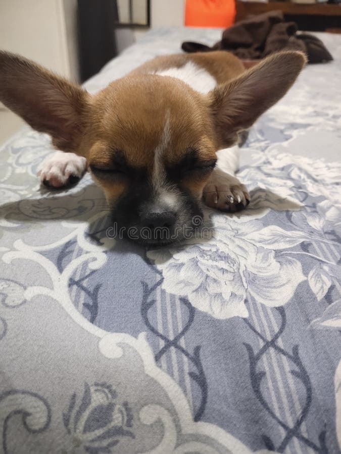 Un perro dormido foto de archivo. Imagen de animal, perro - 278903080