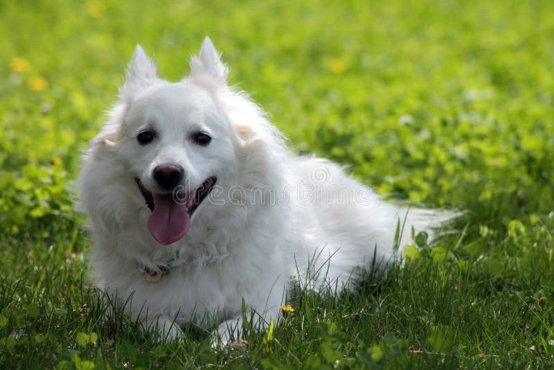 Un Perro Esquimal Americano Foto de archivo - Imagen de divertido ...