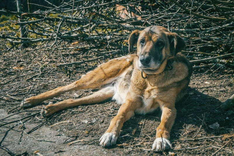 Un Perro Grande Sin La Raza Que Guarda Una Casa Foto de archivo ...