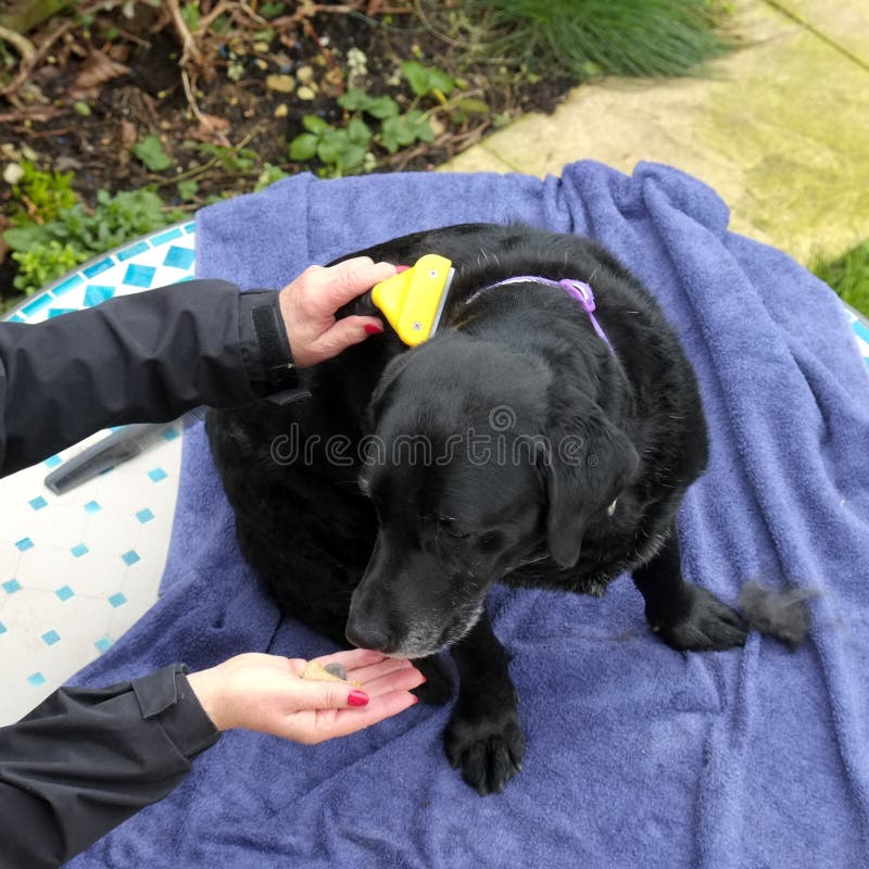 Un Perro Labrador Negro Siendo Manchado Foto de archivo - Imagen de ...