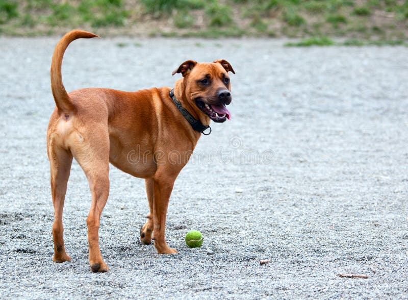 Un perro listo para buscar imagen de archivo. Imagen de blanco - 23678751