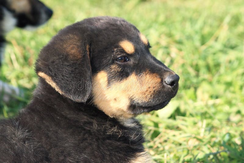 Un perro más bueno. foto de archivo. Imagen de cubo, cabrito - 3591276