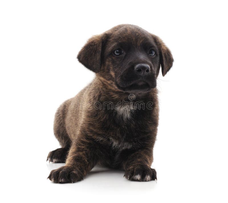 Un perro negro imagen de archivo. Imagen de hermoso - 134022277