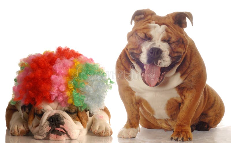 Un Perro Que Se Ríe De Otro Foto de archivo - Imagen de romano ...