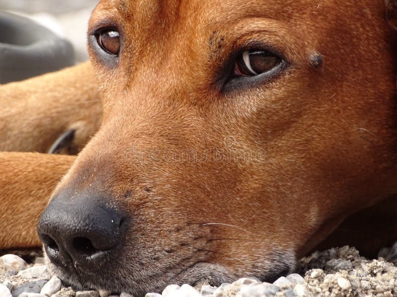 Un Perro, Ridgeback Rhodesian Foto de archivo - Imagen de pista, ruido ...