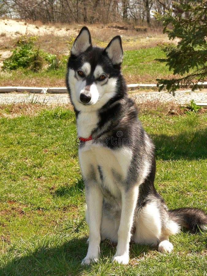 Un perro siberiano foto de archivo. Imagen de alaska, abajo - 4755118