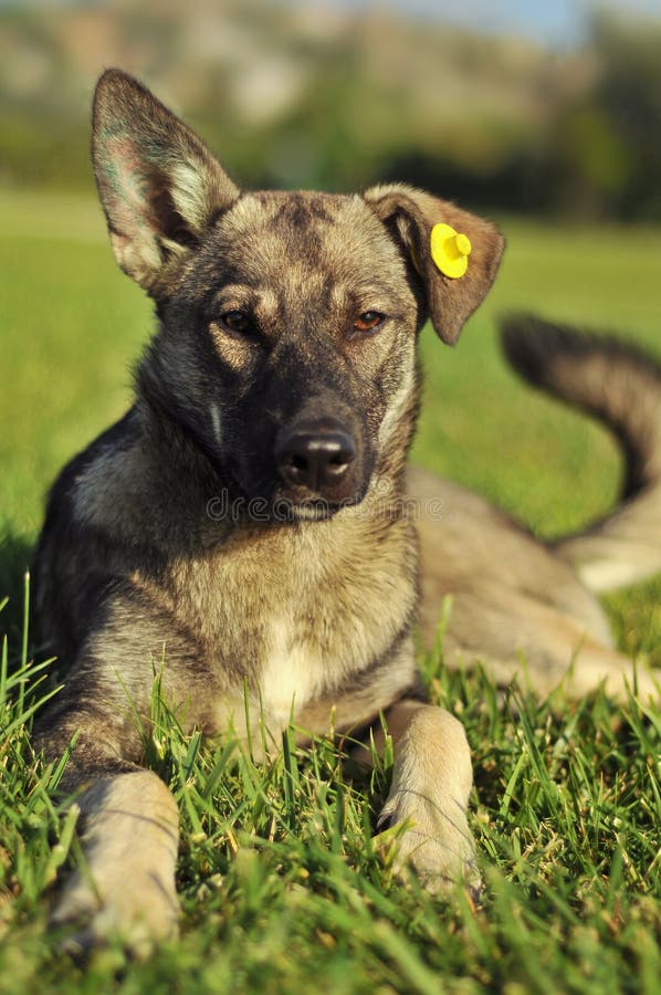 Un perro sin hogar foto de archivo. Imagen de calle, profundidad - 15736458