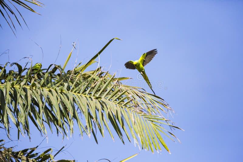 5,602 Perroquet De Vol Photos libres de droits et gratuites de Dreamstime