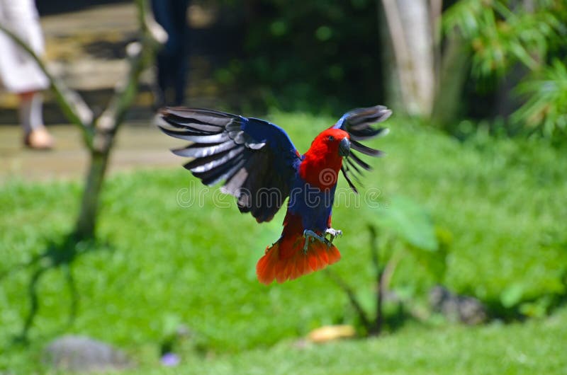 Un Perroquet Rouge De Vol En Parc Tropical Photo stock - Image of vert ...