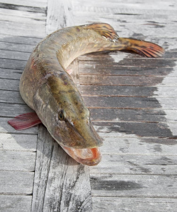 Lucius De Esox De Los Pescados De Pike Foto de archivo - Imagen de ...
