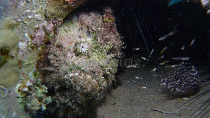 Un pescado feo foto de archivo. Imagen de tubo, corales - 20680442