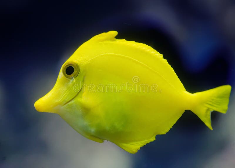 Un pesce giallo tropicale fotografia stock. Immagine di serbatoio ...