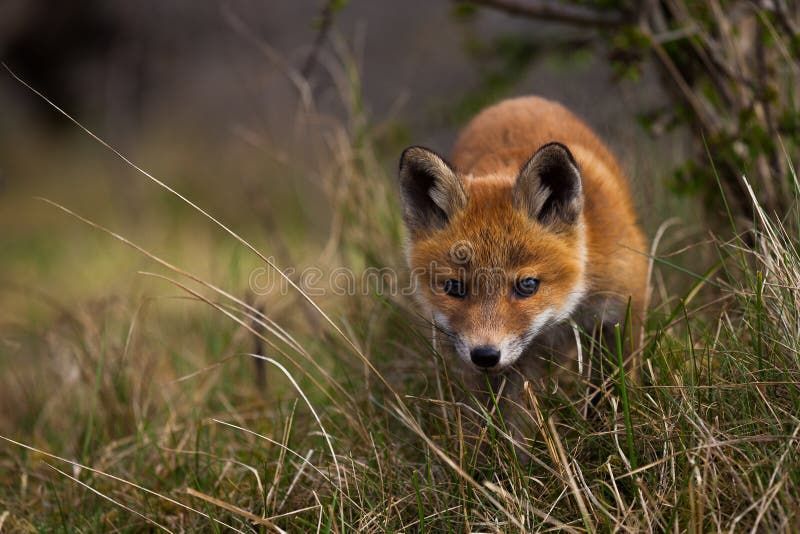 Un Petit Animal Curieux De Fox Image stock - Image du curieux, rouge ...