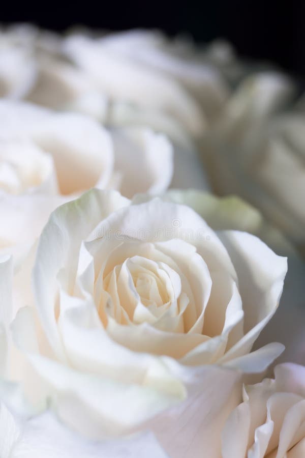 15,588 Roses Rose Clair Photos libres de droits et gratuites de Dreamstime