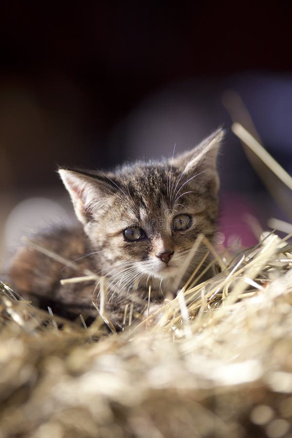 Un Petit Chaton Dort Dans La Paille Tabby Photo stock - Image du nature ...