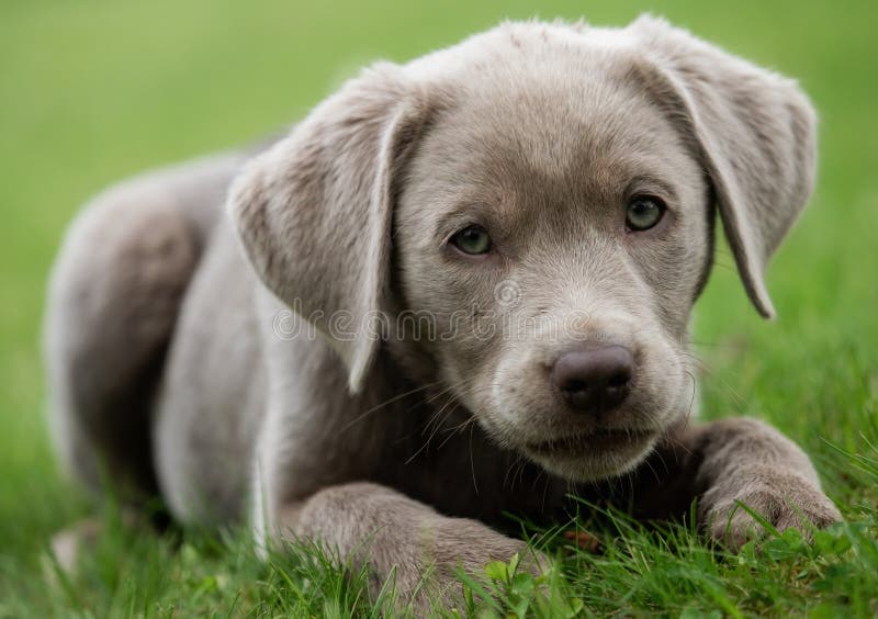 Le Petit Chiot De Labrador Sur Un Fond Rose Image stock - Image du ...