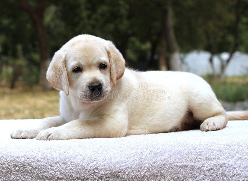 Un Petit Chiot De Labrador Sur Le Fond Blanc Photo stock - Image du ...