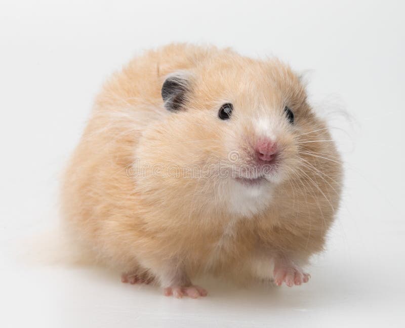 Un petit hamster mignon image stock. Image du blanc, milieux - 45119831