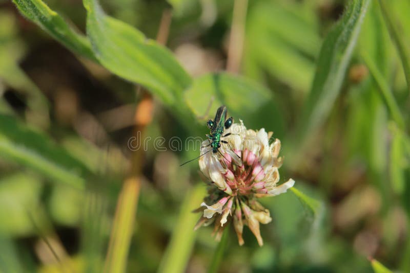 Un Petit Insecte Vert Qui Mange Du Nectar En Fleurs Image stock - Image ...