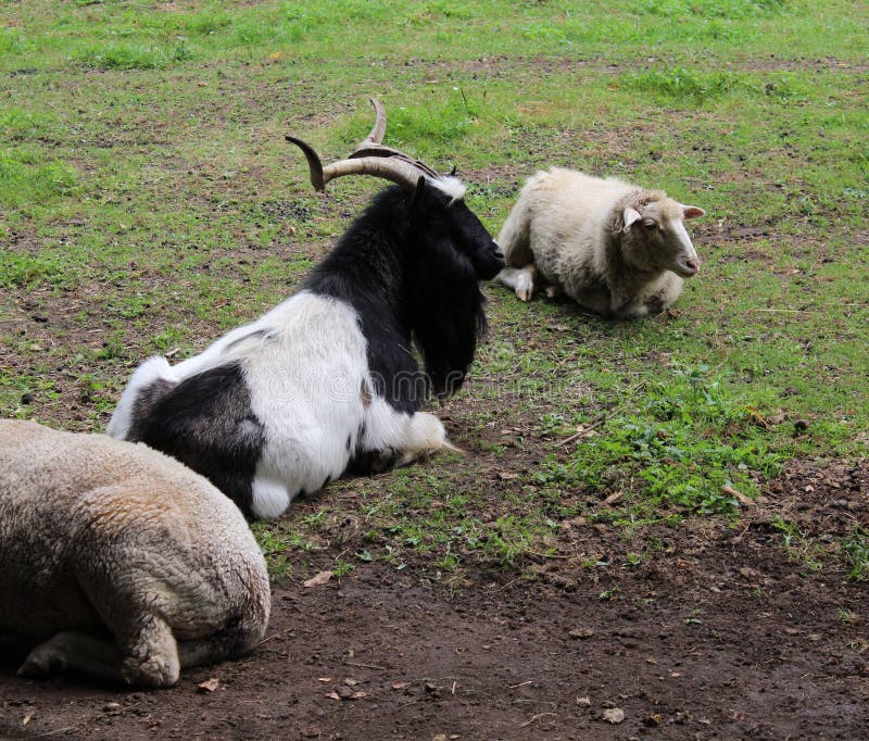 Un petit mouton photo stock. Image du mammifère, jeune - 53924314