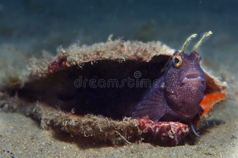 Un Petit Poisson Sort Sur La Roche Image stock - Image du poissons ...