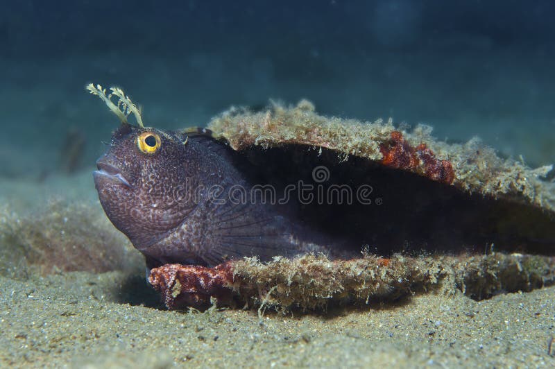 Un Petit Poisson Sort Sur La Roche Image stock - Image du marin ...