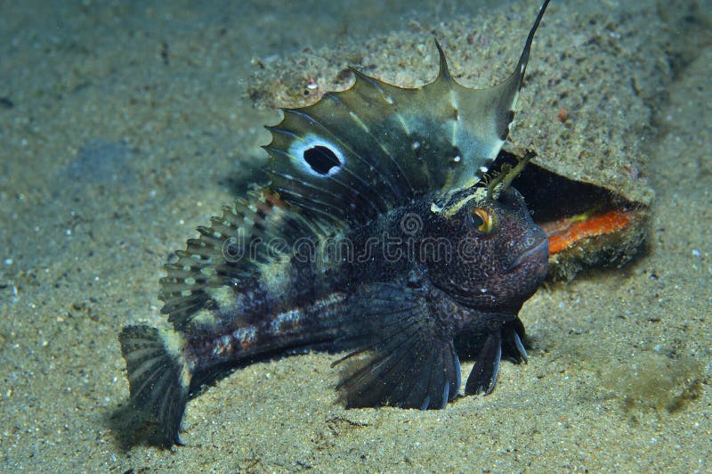 Un Petit Poisson Sort Sur La Roche Image stock - Image du marin ...