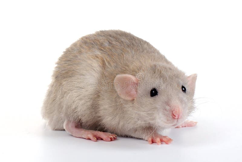 Rat mignon image stock. Image of animaux, isolement, mammifère - 3546473