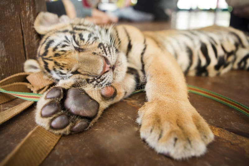 Un petit repos de tigre image stock. Image of orange - 52045075