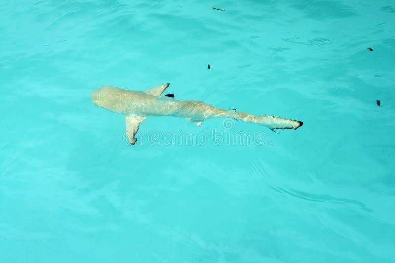 Un petit requin image stock. Image du coloré, petit, requins - 59507931