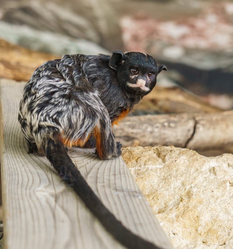 Singe Avec Une Longue Queue Photos Stock - Téléchargez 42 Photos libres ...