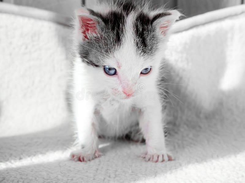 Un Piccolo Gattino Sveglio Considera Qualcosa Aggrottare Le ... Un Piccolo Gattino Sveglio Considera Qualcosa Aggrottare Le ...