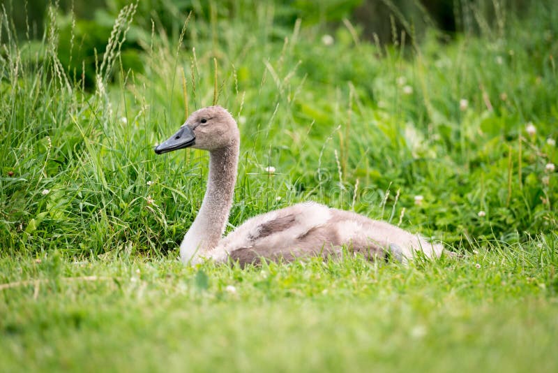 Un Piccolo Giovane Cigno O Cigno Nell'erba Fotografia Stock - Immagine ...