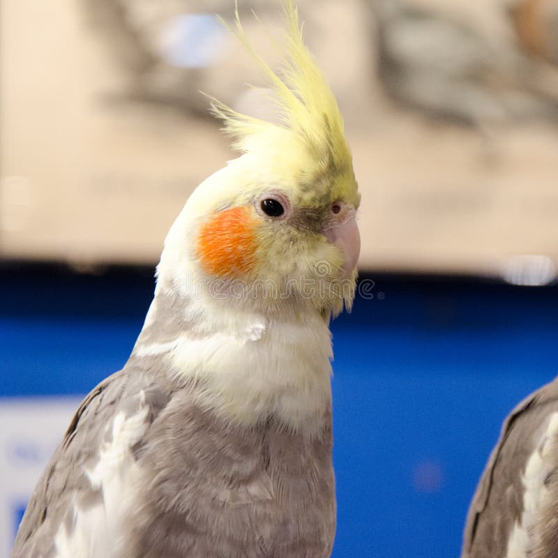 Un Piccolo Pappagallo Giallo Sveglio Immagine Stock - Immagine di nave ...