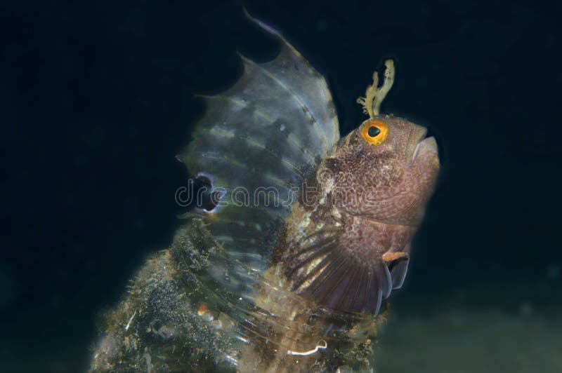 Un Piccolo Pesce Esce Sul Vetro Immagine Stock - Immagine di ...