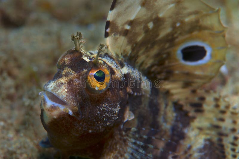 Un Piccolo Pesce Esce Sulla Roccia Fotografia Stock - Immagine di ...