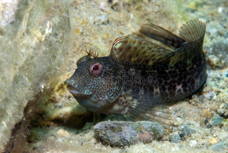 Un Piccolo Pesce Esce Sulla Roccia Fotografia Stock - Immagine di ...