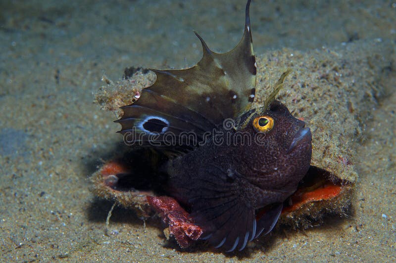 Un Piccolo Pesce Esce Sulla Roccia Fotografia Stock - Immagine di ...