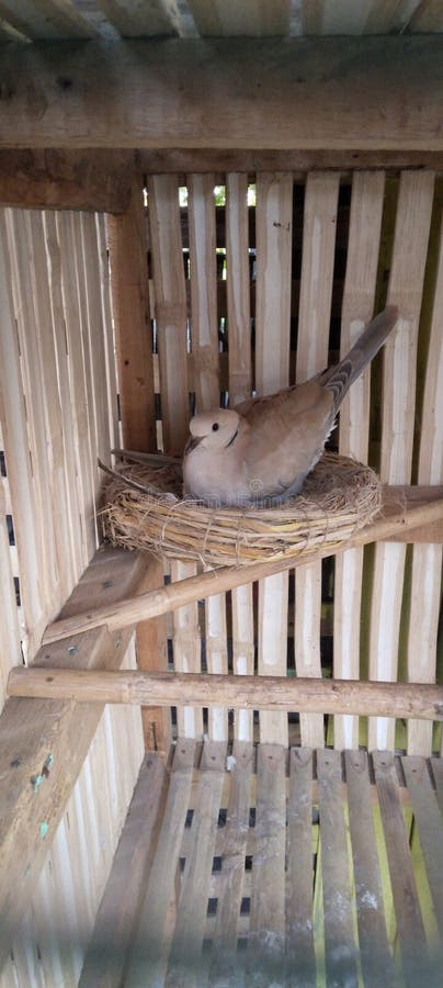 Un Pigeon Incube Les Oeufs Dans Une Cage En Bambou. Image stock - Image ... Un Pigeon Incube Les Oeufs Dans Une Cage En Bambou. Image stock - Image ...