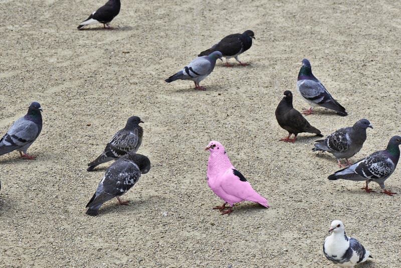 Pink Mayeri Pigeon Nesoenas Reposant Sur Une Pierre Dans Une Grande ...
