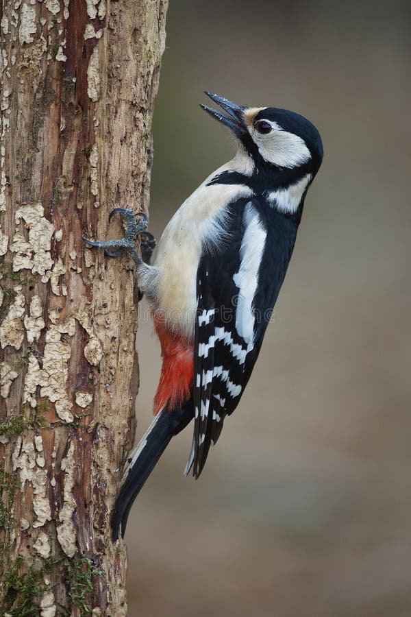 Un Pivert Repéré Plus Grand Photo stock - Image du principal, danemark ...