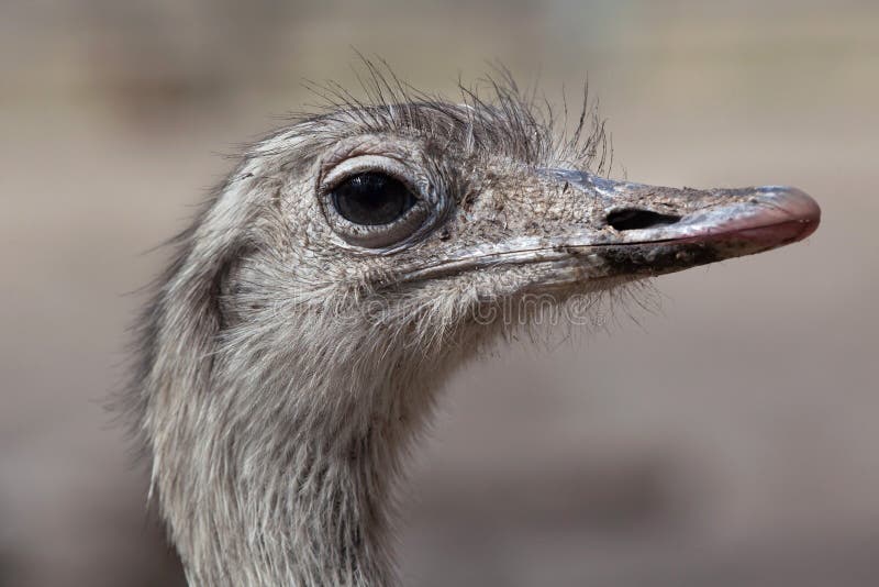 Un Plus Grand Nandou De Nandou Americana Image stock - Image du nandous ...