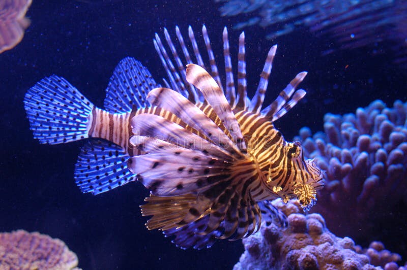 Un poisson en Mer Rouge photo stock. Image du mouillez - 1610778