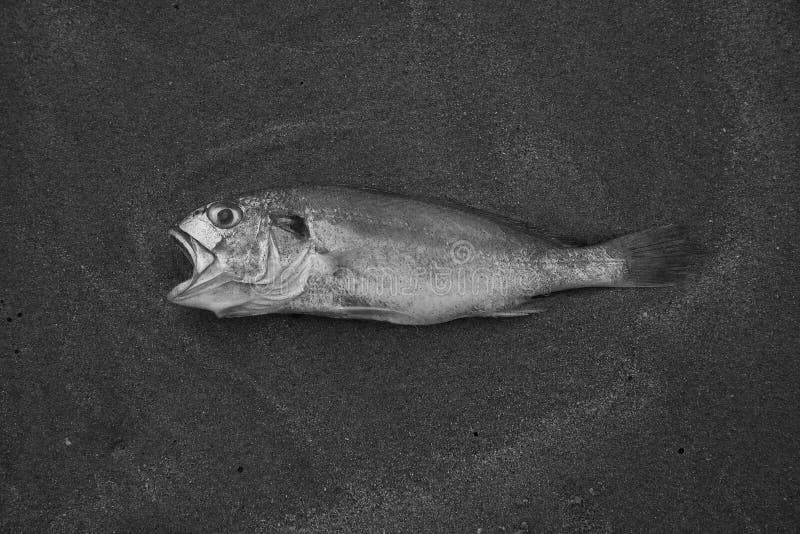 Un poisson mort photo stock. Image du noir, autour, sable - 34146946