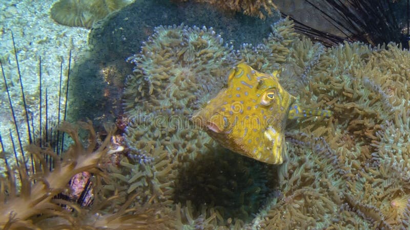 Un poisson nage au sol photo stock. Image du marin, organisme - 174957778