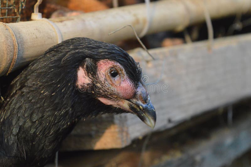 Un Pollo En Una Gallina De Granja Espera Comida Foto de archivo ...
