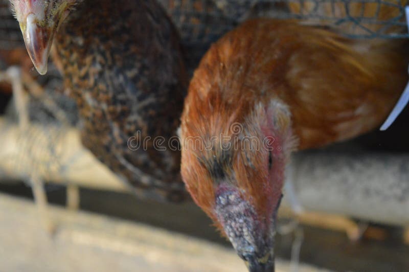 Un Pollo En Una Gallina De Granja Espera Comida Foto de archivo ...