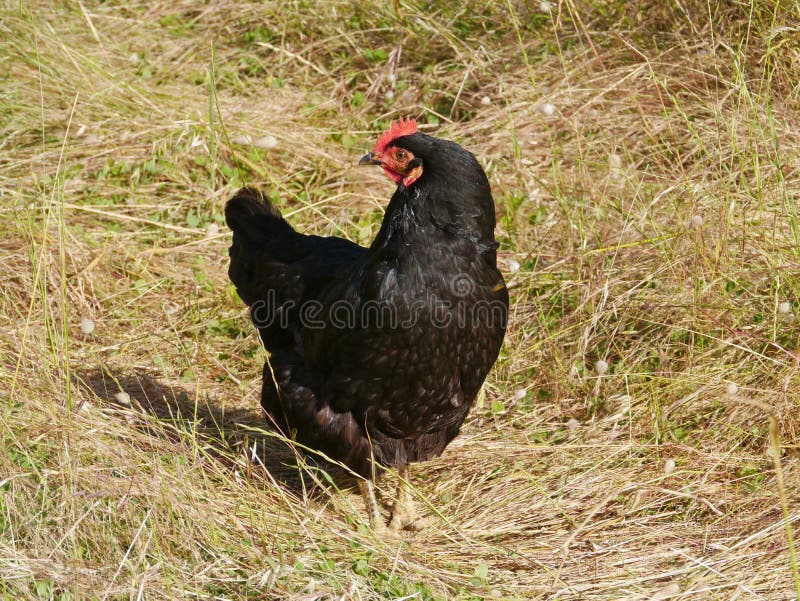 Un pollo nero fotografia stock. Immagine di polli, origine - 35804740