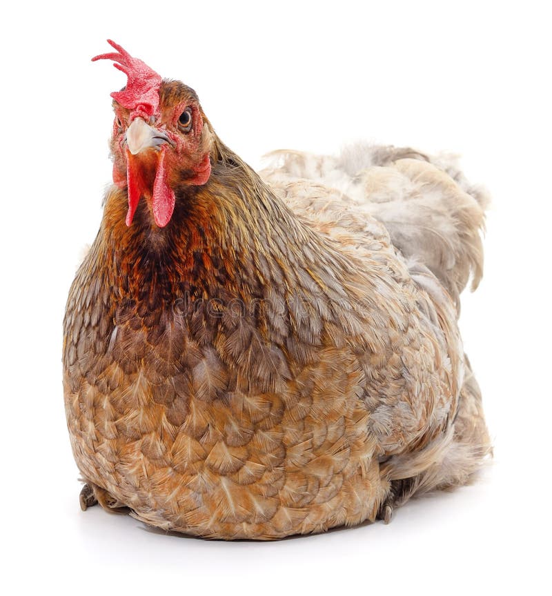 Un pollo rojo imagen de archivo. Imagen de gallina, vida - 259106375