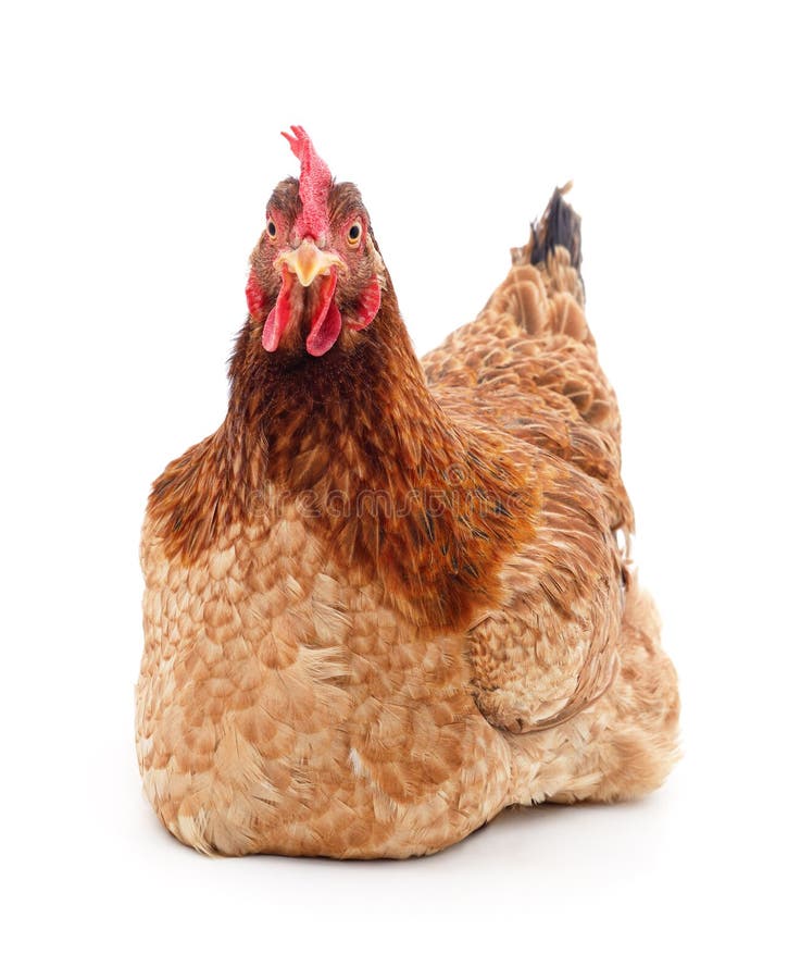 Un pollo rojo foto de archivo. Imagen de retrato, alimento - 268434208